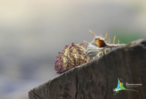 rameshwaram sea shells - Rameswaram Tourism